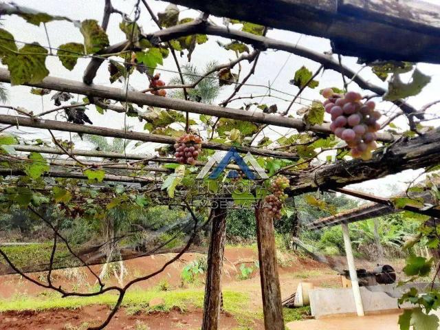 Terreno / Lote para Venda em Londrina/PR Maravilha