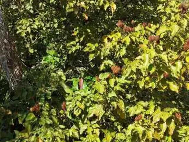 Terreno / Lote para Venda em Londrina/PR Parque das Indústrias