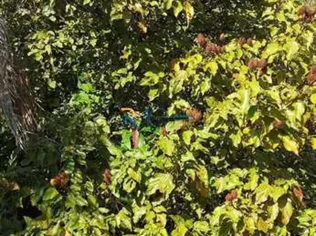 Terreno / Lote para Venda em Londrina/PR Parque das Indústrias