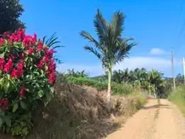 Terreno / Lote para Venda em Luiz Alves/SC Alto Máximo