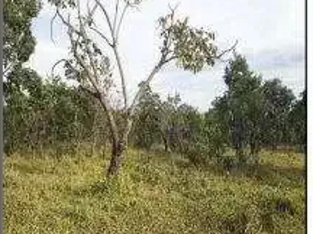 Terreno / Lote para Venda em Luziânia/GO Parque Alvorada II