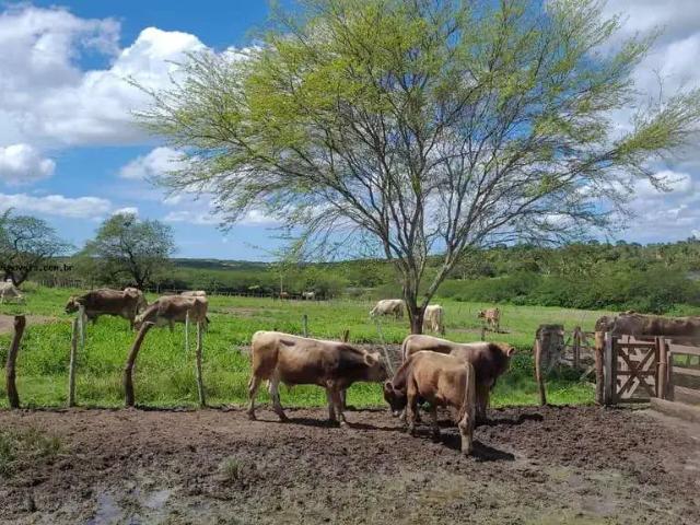 Terreno / Lote para Venda em Macaíba/RN Zona Rural