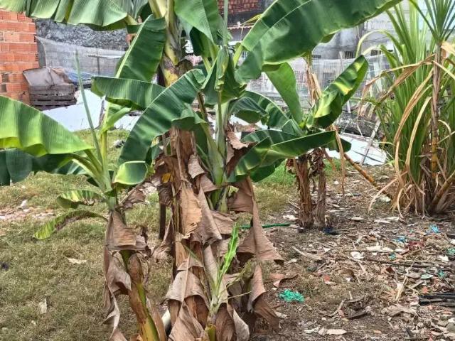 Terreno / Lote para Venda em Maceió/AL Tabuleiro do Martins