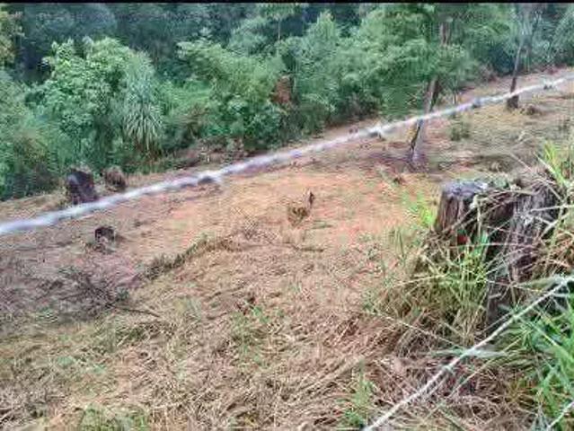 Terreno / Lote para Venda em Mairiporã/SP Terra Preta