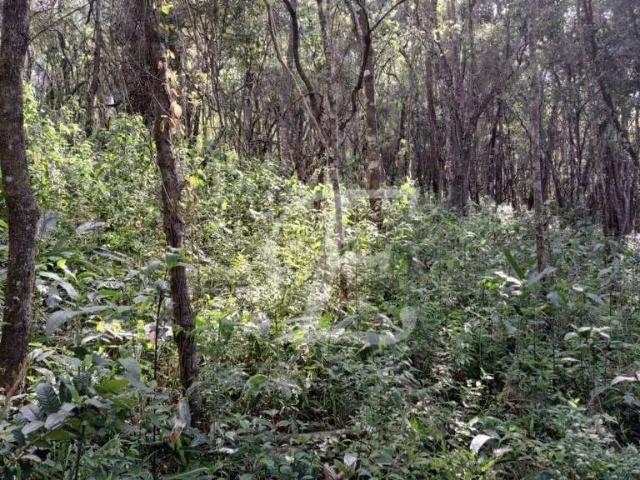 Terreno / Lote para Venda em Mairiporã/SP Mato Dentro