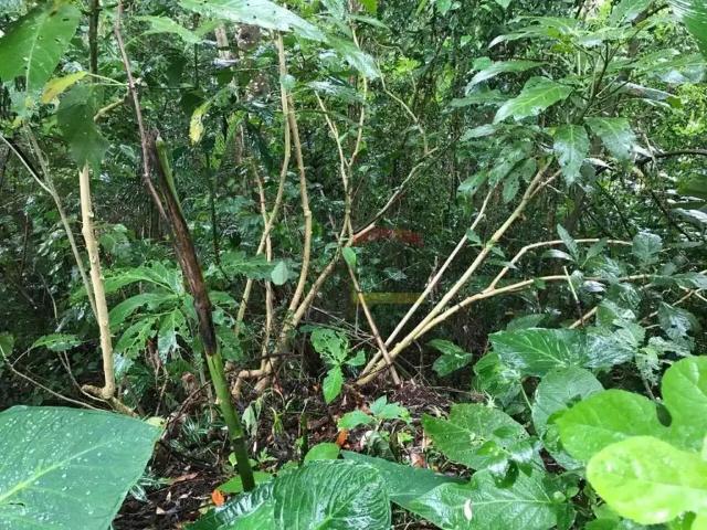 Terreno / Lote para Venda em Mairiporã/SP Roseira