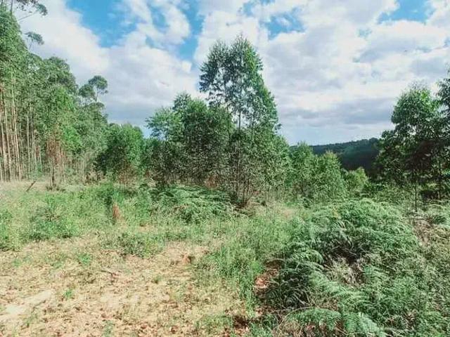 Terreno / Lote para Venda em Montenegro/RS Costa da Serra