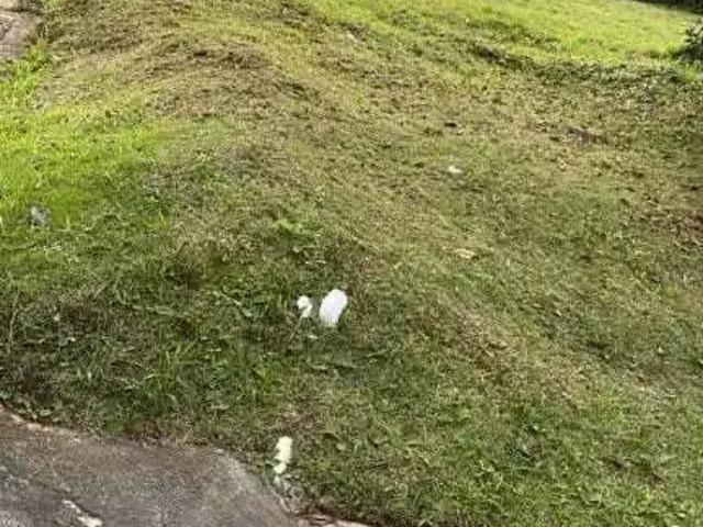 Terreno / Lote para Venda em Mogi das Cruzes/SP Real Park