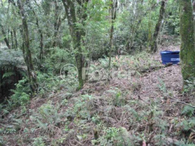Terreno / Lote para Venda em Morro Reuter/RS Centro