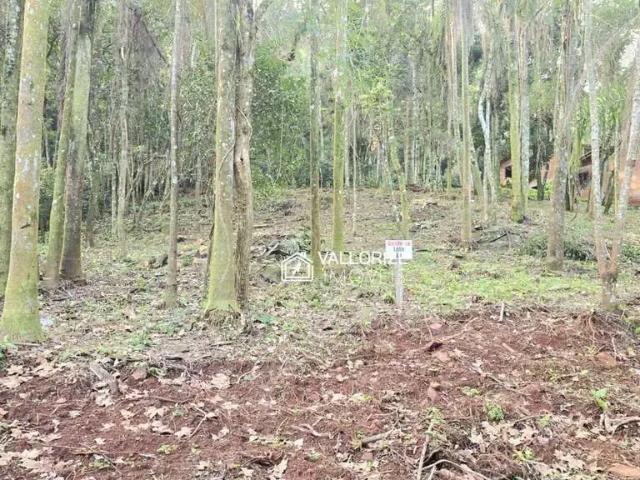 Terreno / Lote para Venda em Morro Reuter/RS Centro
