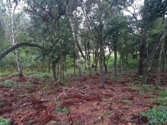 Terreno / Lote para Venda em Nova Petrópolis/RS Vila Germania
