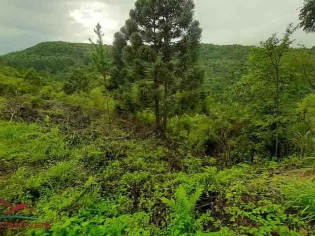 Terreno / Lote para Venda em Nova Petrópolis/RS Canto Ackerman
