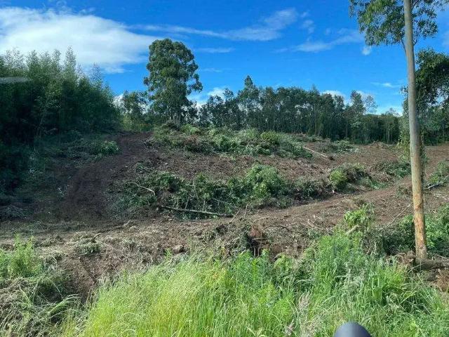 Terreno / Lote para Venda em Nova Petrópolis/RS Linha Olinda
