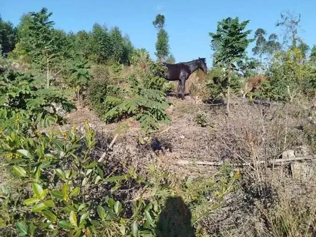 Terreno / Lote para Venda em Oliveira/MG Zona Rural