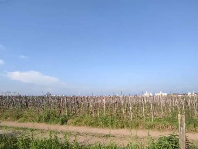 Terreno / Lote para Venda em Palhoça/SC Guarda do Cubatão