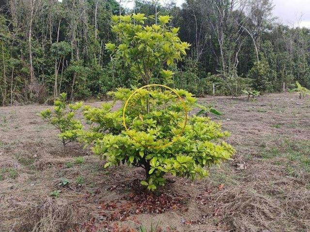 Terreno / Lote para Venda em Paulista/PE Paratibe