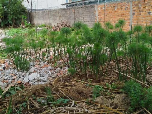 Terreno / Lote para Venda em Pelotas/RS Laranjal