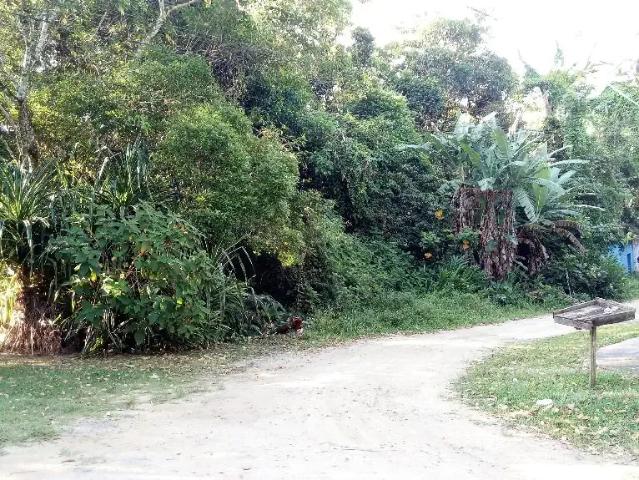 Terreno / Lote para Venda em Peruíbe/SP Balneário Garça Vermelha