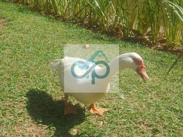 Terreno / Lote para Venda em Petrópolis/RJ Pedro do Rio