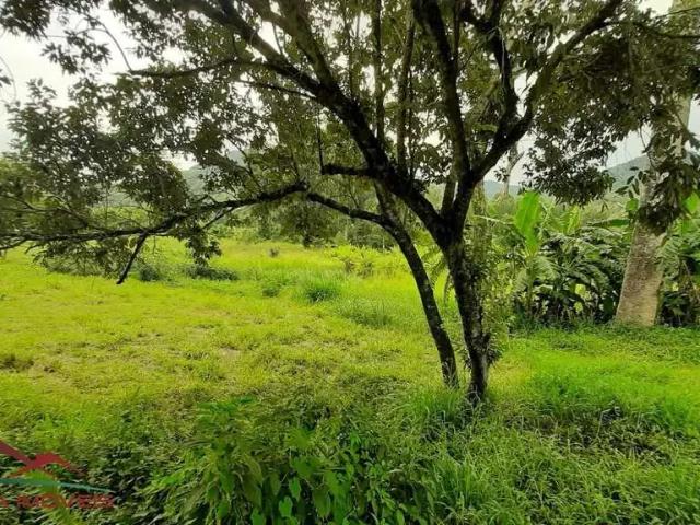 Terreno / Lote para Venda em Picada Café/RS Lichtenthal