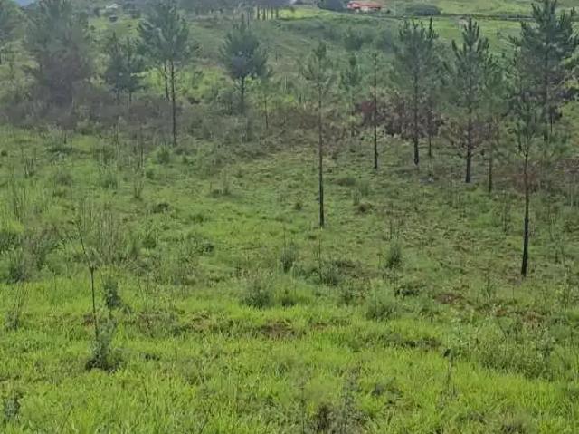 Terreno / Lote para Venda em Poços de Caldas/MG Campo das Antas