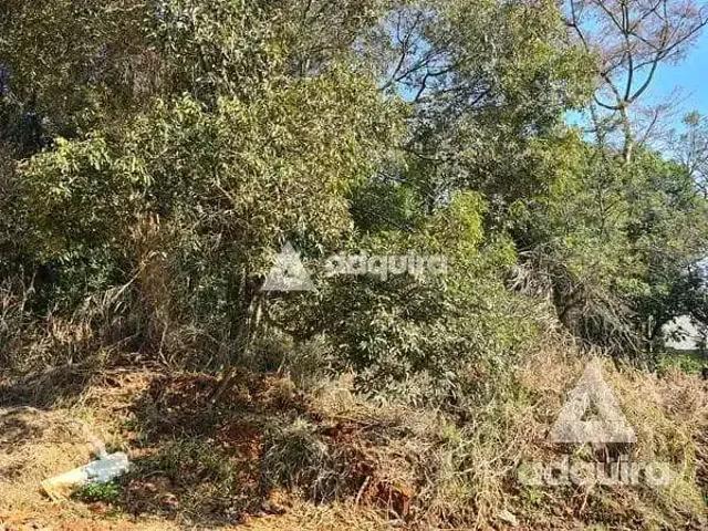 Terreno / Lote para Venda em Ponta Grossa/PR Uvaranas