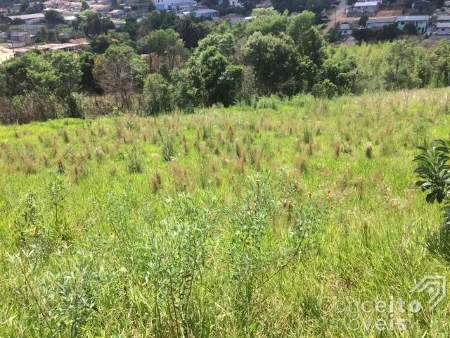 Terreno / Lote para Venda em Ponta Grossa/PR Chapada