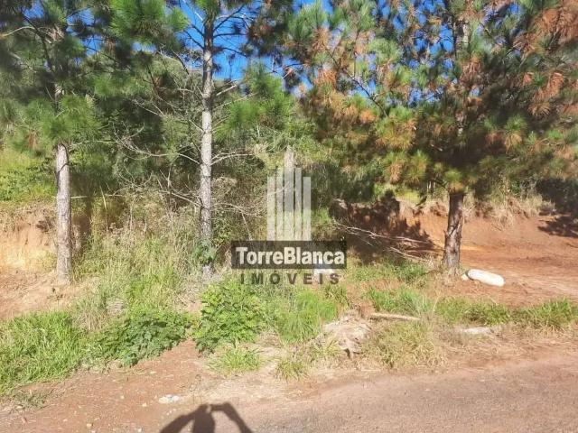Terreno / Lote para Venda em Ponta Grossa/PR Estrela