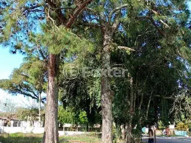Terreno / Lote para Venda em Porto Alegre/RS Belém Novo