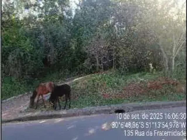 Terreno / Lote para Venda em Porto Alegre/RS Camaquã