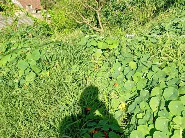 Terreno / Lote para Venda em Porto Alegre/RS Jardim Carvalho
