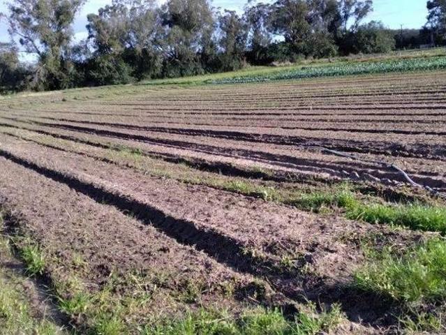 Terreno / Lote para Venda em Porto Alegre/RS Lageado