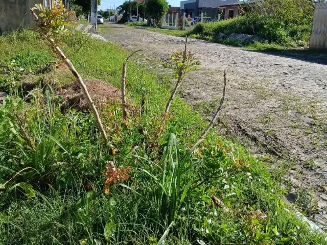 Terreno / Lote para Venda em Porto Alegre/RS Mário Quintana