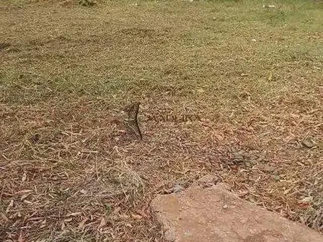 Terreno / Lote para Venda em Porto Rico/PR Loteamento Jardim Grécia
