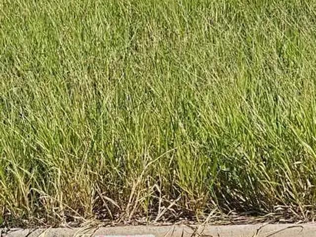 Terreno / Lote para Venda em Presidente Prudente/SP Conjunto Habitacional Ana Jacinta