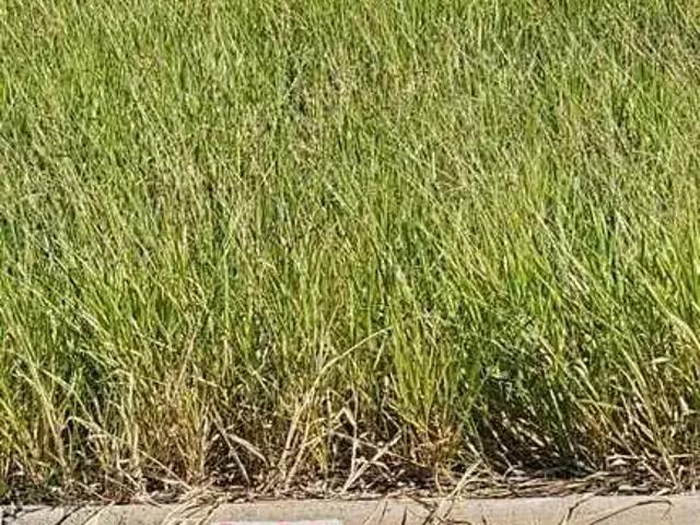 Terreno / Lote para Venda em Presidente Prudente/SP Conjunto Habitacional Ana Jacinta