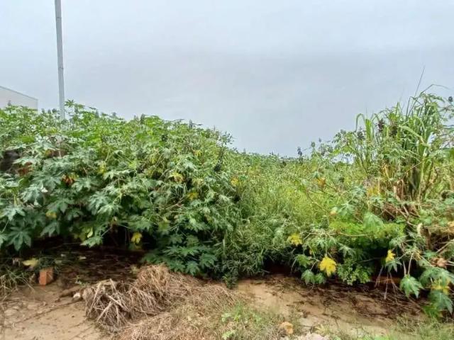 Terreno / Lote para Venda em Presidente Prudente/SP Residencial Bongiovani