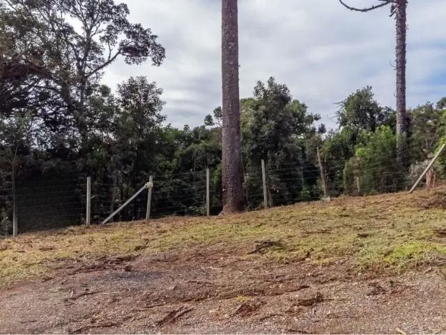 Terreno / Lote para Venda em Quatro Barras/PR Centro