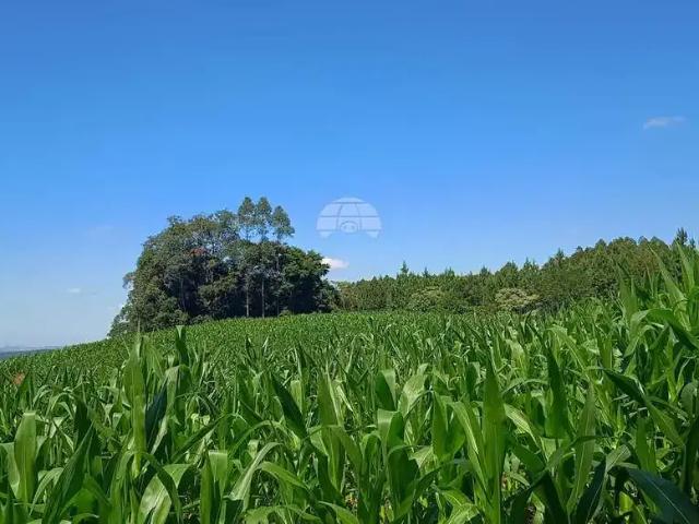 Terreno / Lote para Venda em Reserva/PR Campinas Belas
