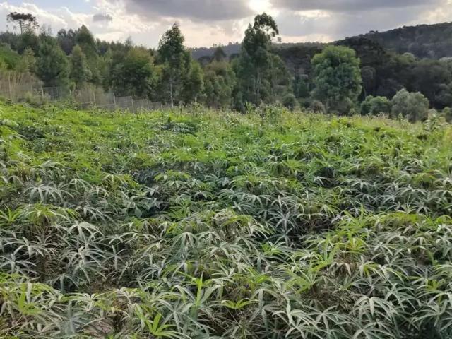 Terreno / Lote para Venda em Rio Negrinho/SC São Pedro