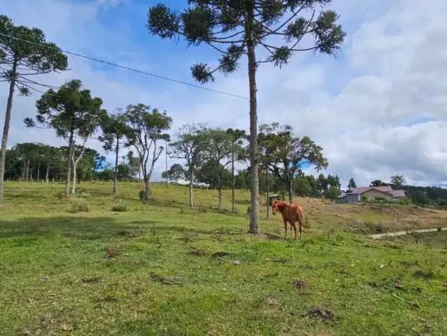Terreno / Lote para Venda em Rio Negrinho/SC São Pedro
