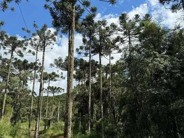 Terreno / Lote para Venda em Rio Rufino/SC Zona Rural