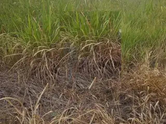 Terreno / Lote para Venda em Ribeirão Preto/SP Bonfim Paulista
