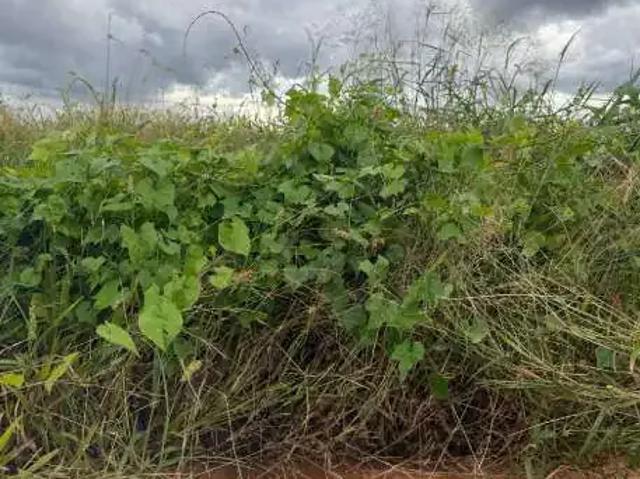 Terreno / Lote para Venda em Ribeirão Preto/SP Bonfim Paulista