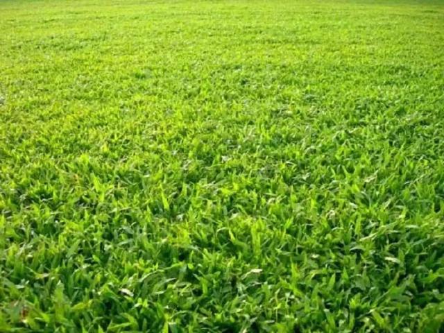 Terreno / Lote para Venda em Ribeirão Preto/SP Jardim Saint Gerard