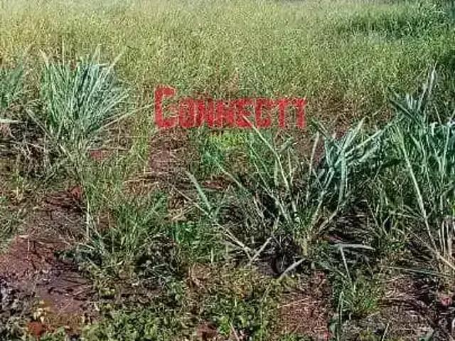 Terreno / Lote para Venda em Ribeirão Preto/SP Recreio Anhangüera
