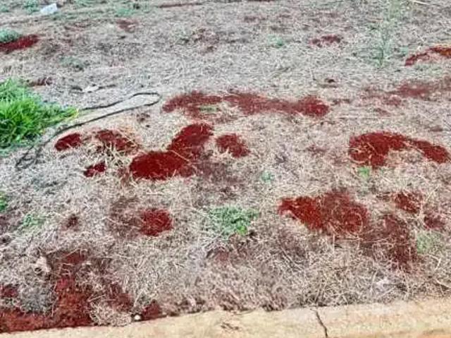 Terreno / Lote para Venda em Ribeirão Preto/SP Real Sul