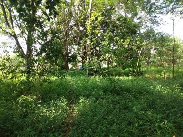 Terreno / Lote para Venda em Ribeirão Preto/SP Vila Virgínia