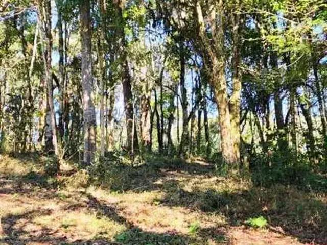 Terreno / Lote para Venda em São Bento do Sul/SC Centenário