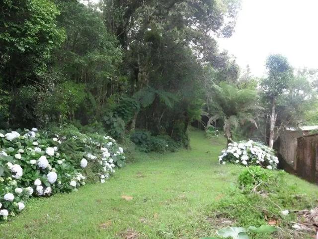 Terreno / Lote para Venda em São Bento do Sul/SC Centro